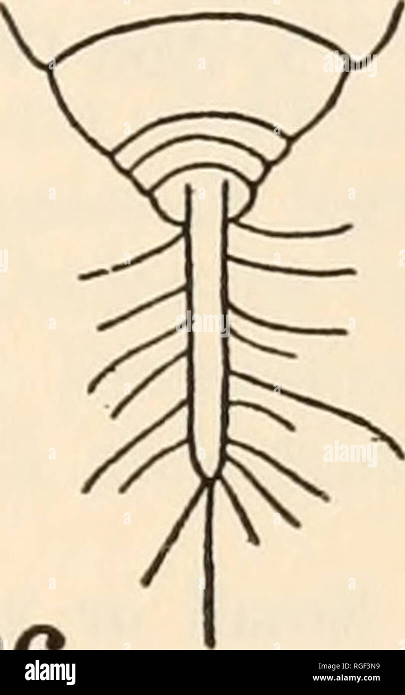 Schizomid hi-res stock photography and images - Alamy