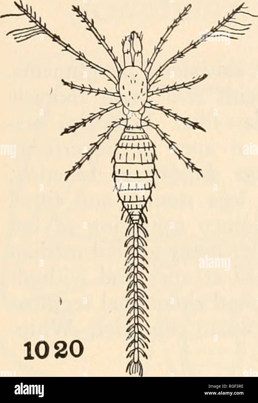 Large pedipalps hi-res stock photography and images - Alamy