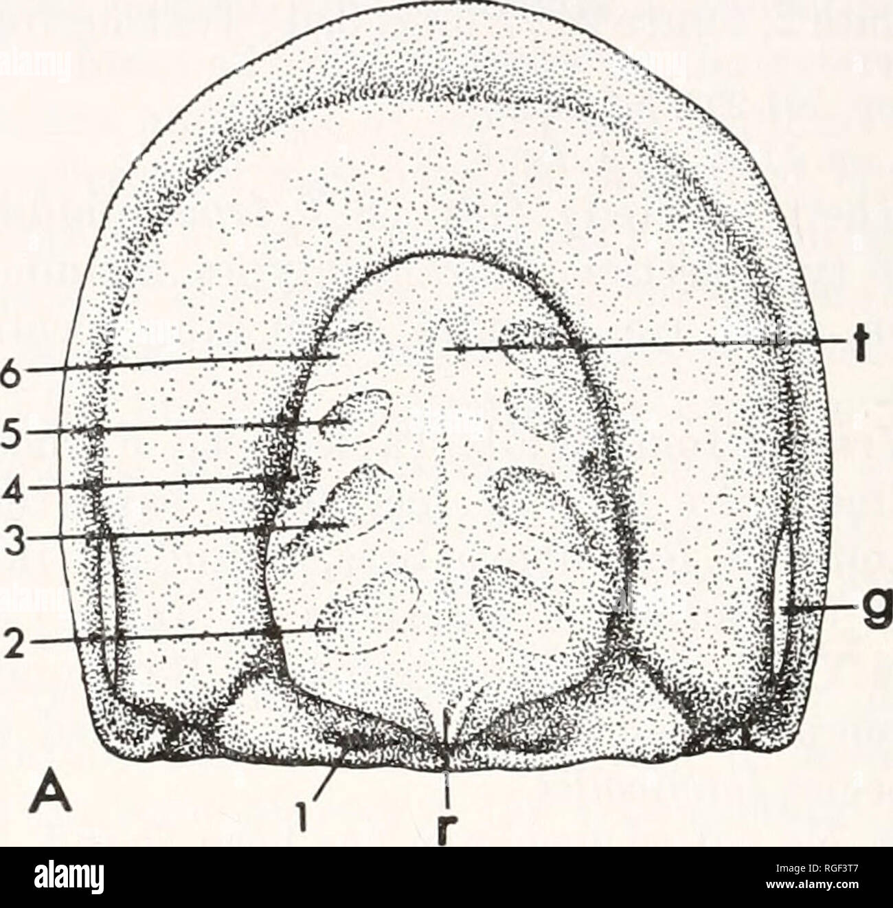 Genal spine hi-res stock photography and images - Alamy