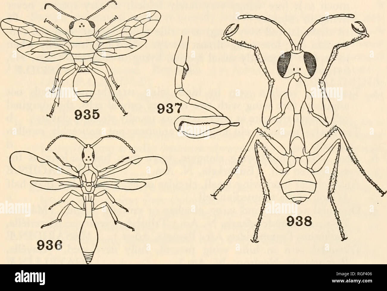 Subcostal vein hi-res stock photography and images - Alamy