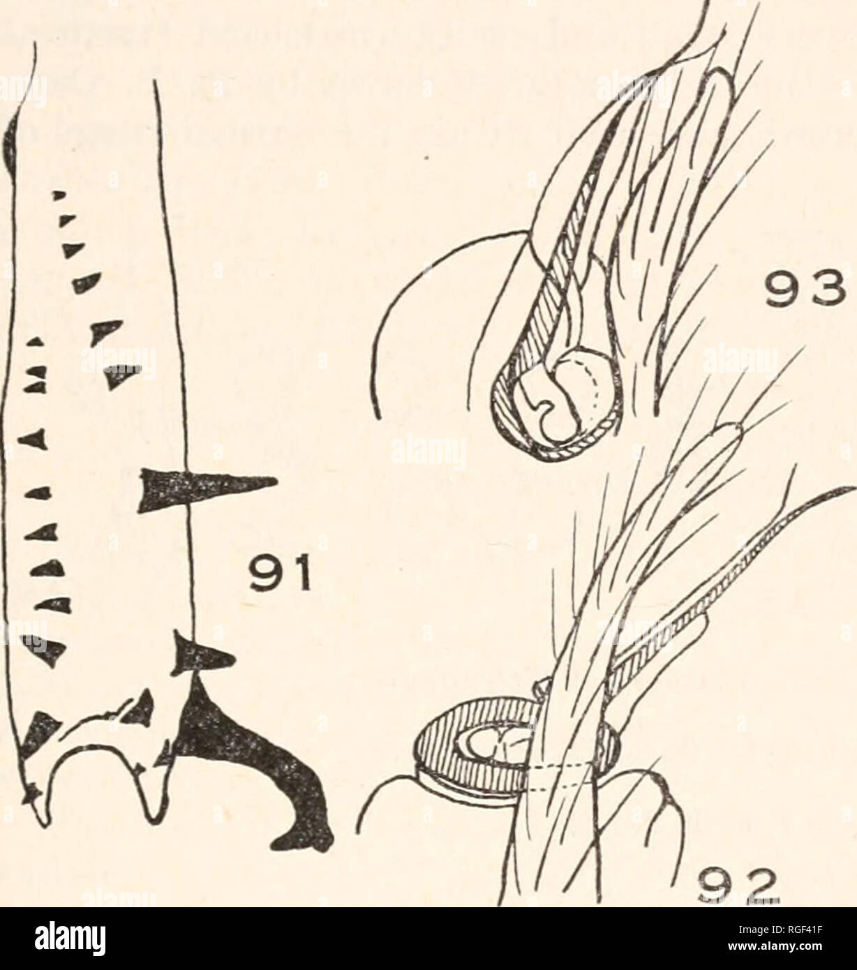 Ple in row hi-res stock photography and images - Alamy