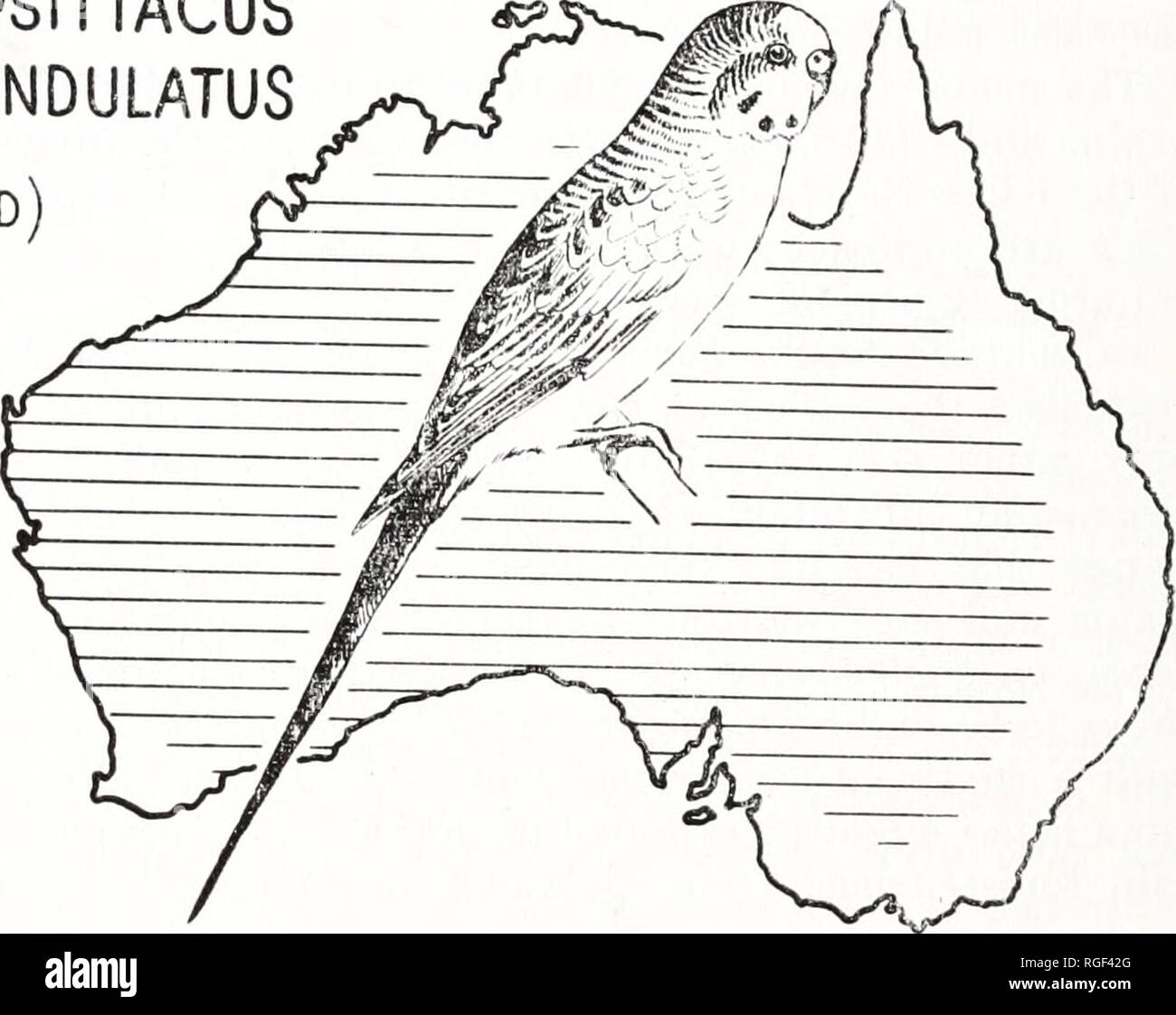 Banksia nuts hi-res stock photography and images - Alamy