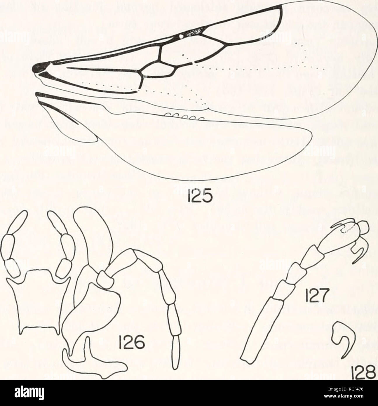 Prostigma hi-res stock photography and images - Alamy