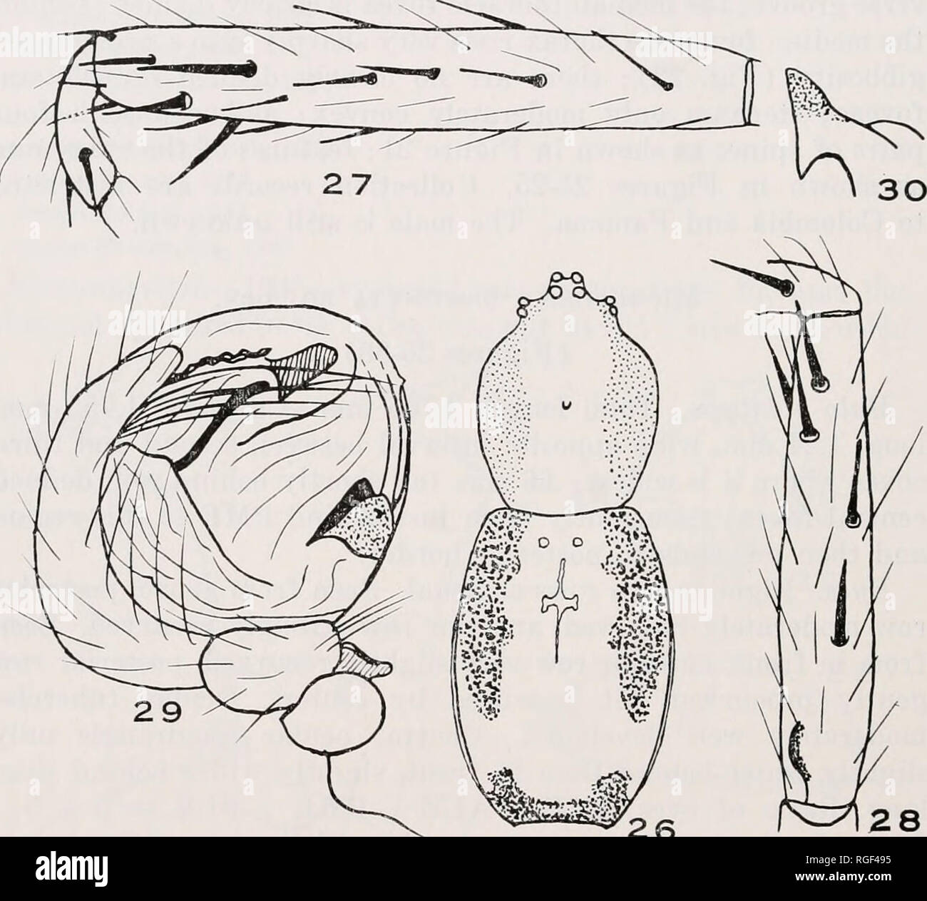 Scutiform hi-res stock photography and images - Alamy