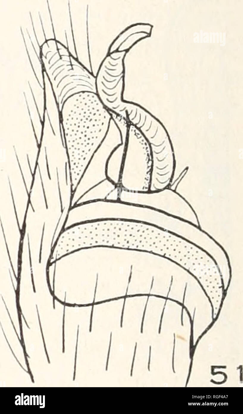 Genital fold hi-res stock photography and images - Alamy