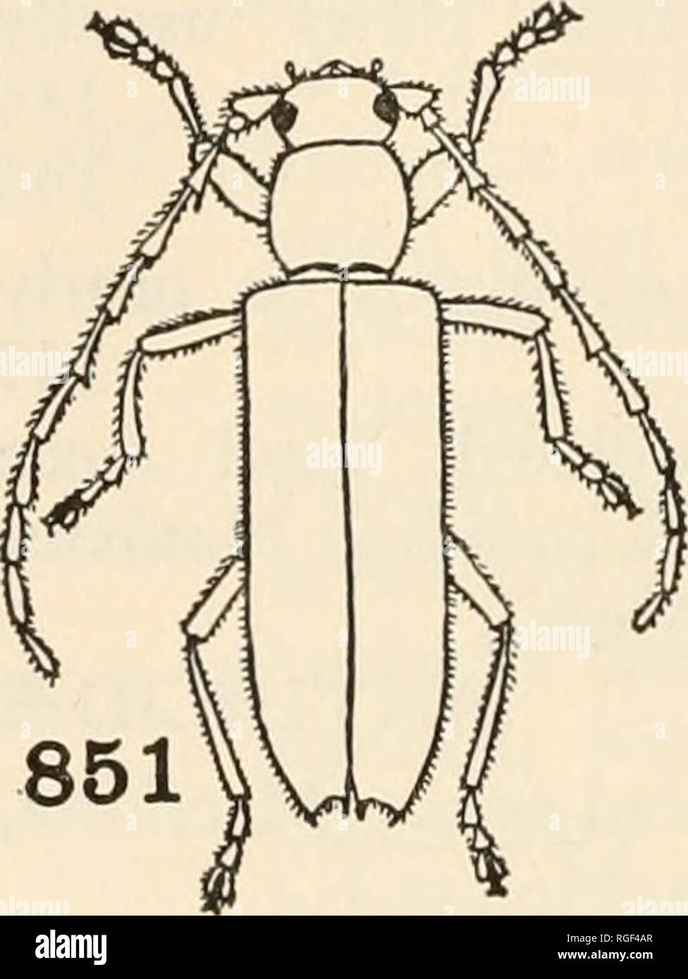 Bean weevils hi-res stock photography and images - Alamy