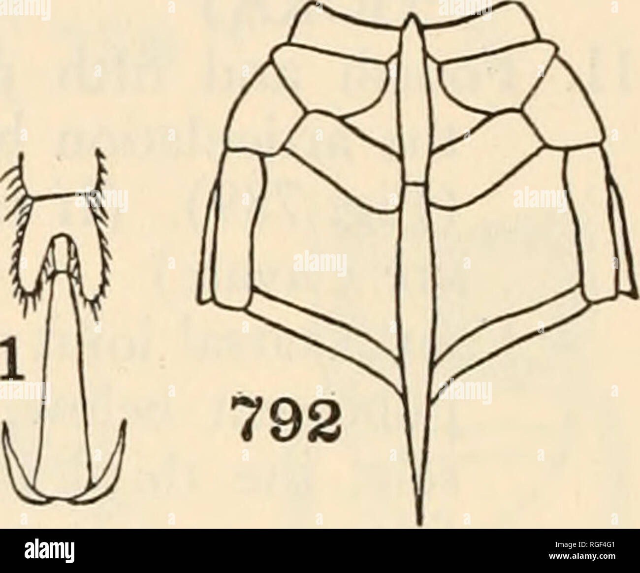 Dryopidae hi-res stock photography and images - Alamy