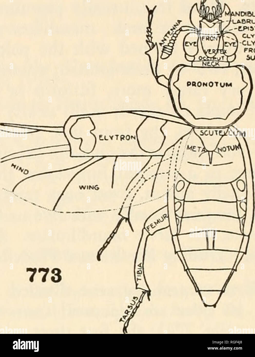 Mantichora hi-res stock photography and images - Alamy