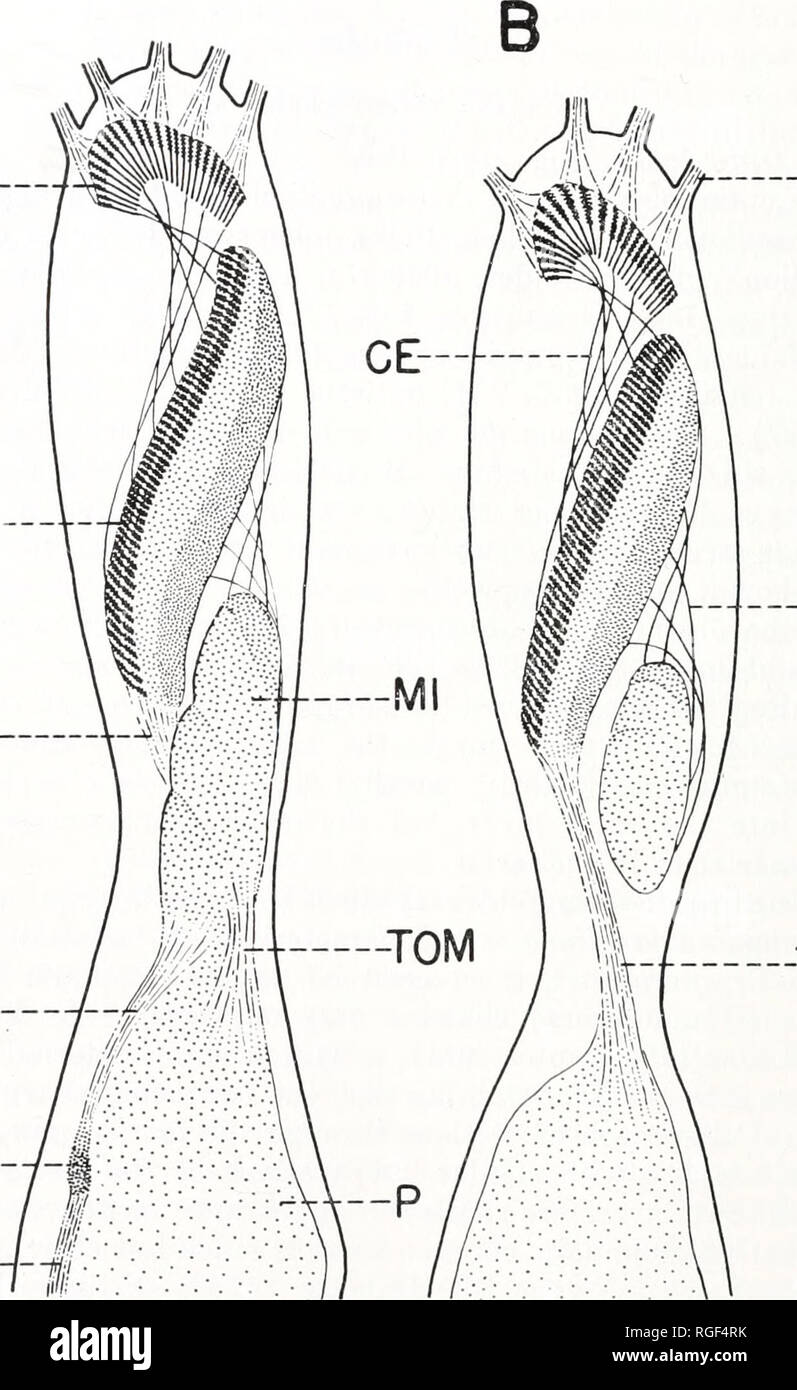 Ganglionar hi-res stock photography and images - Alamy