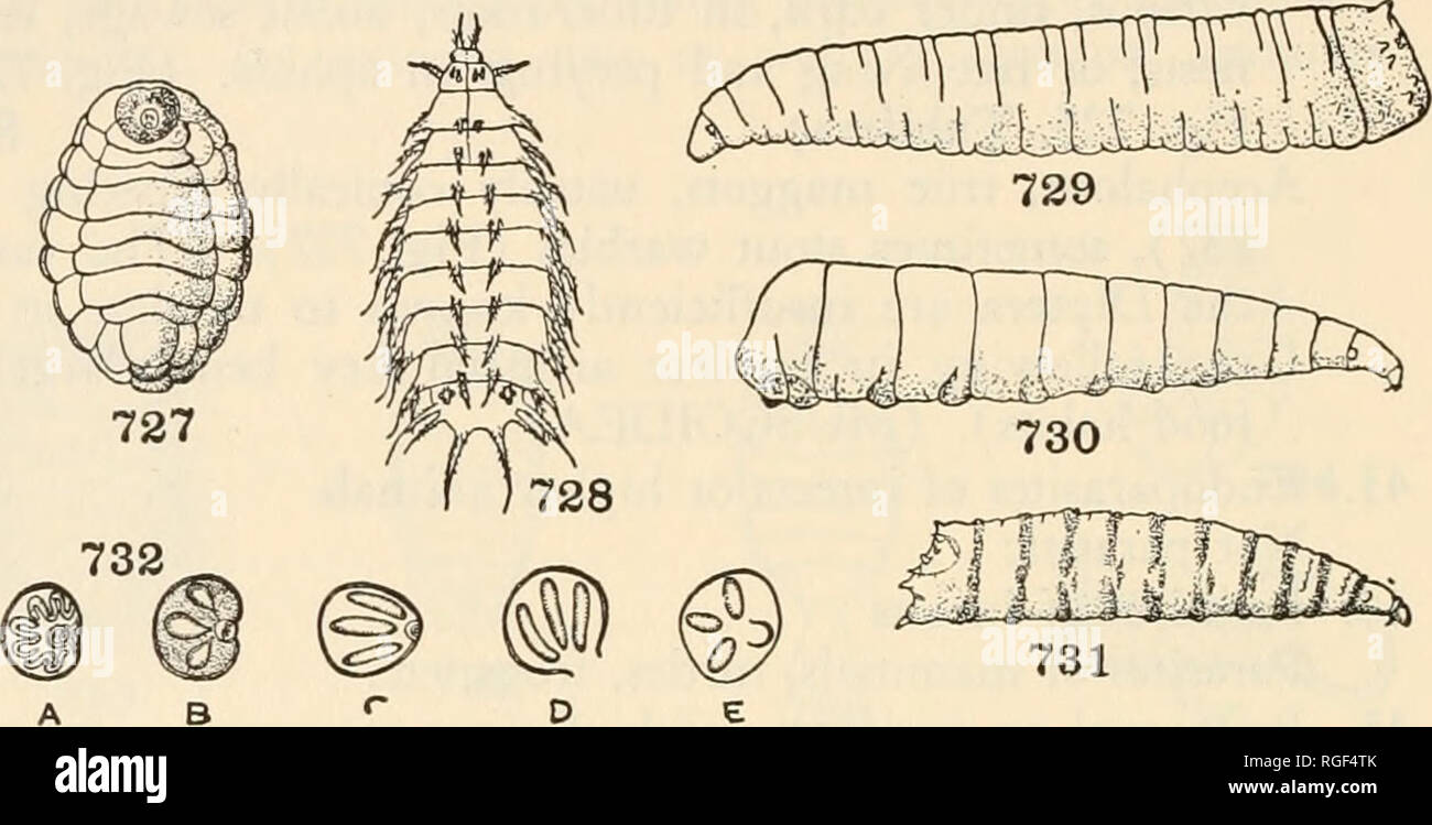 Gasterophilus hi-res stock photography and images - Alamy