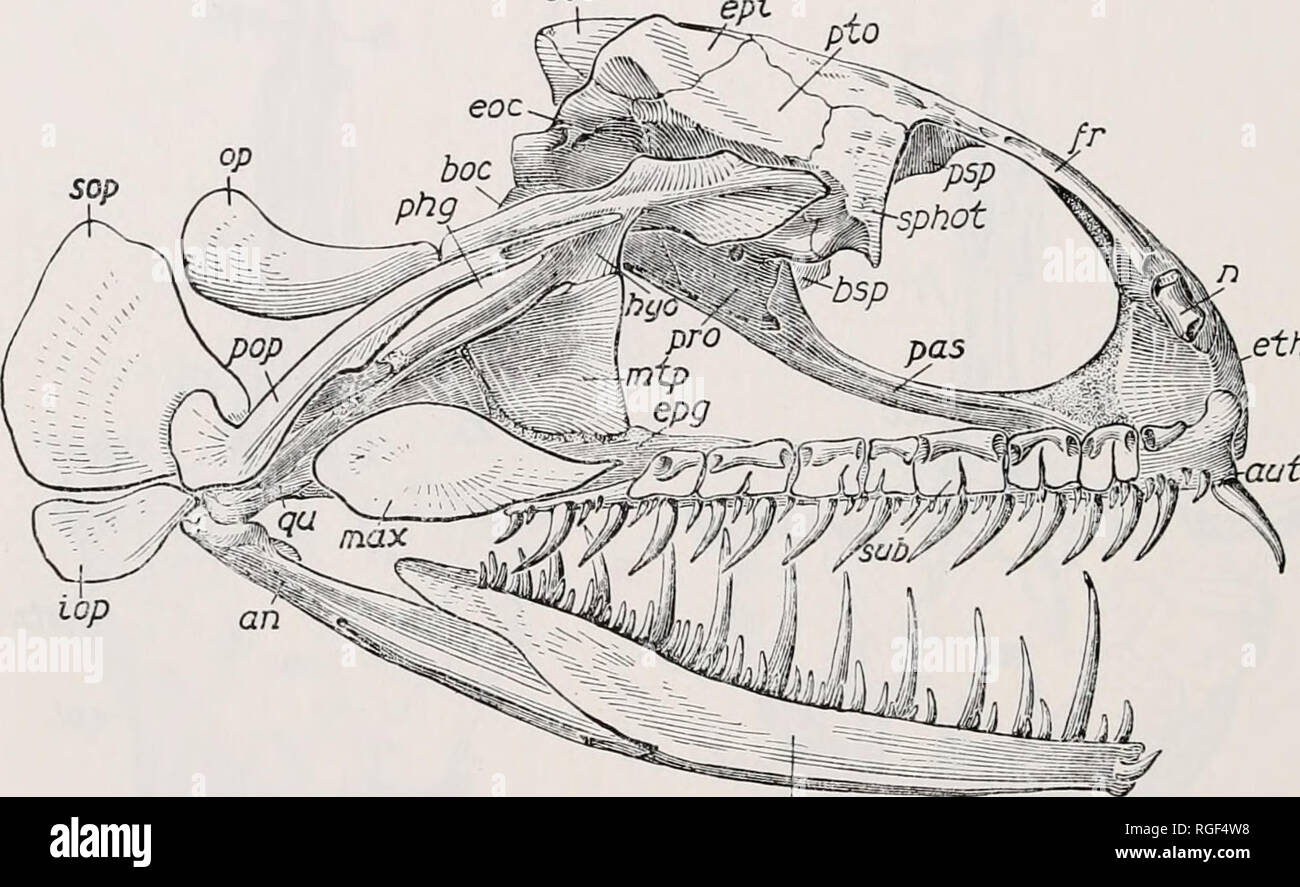 Human Born With Gills