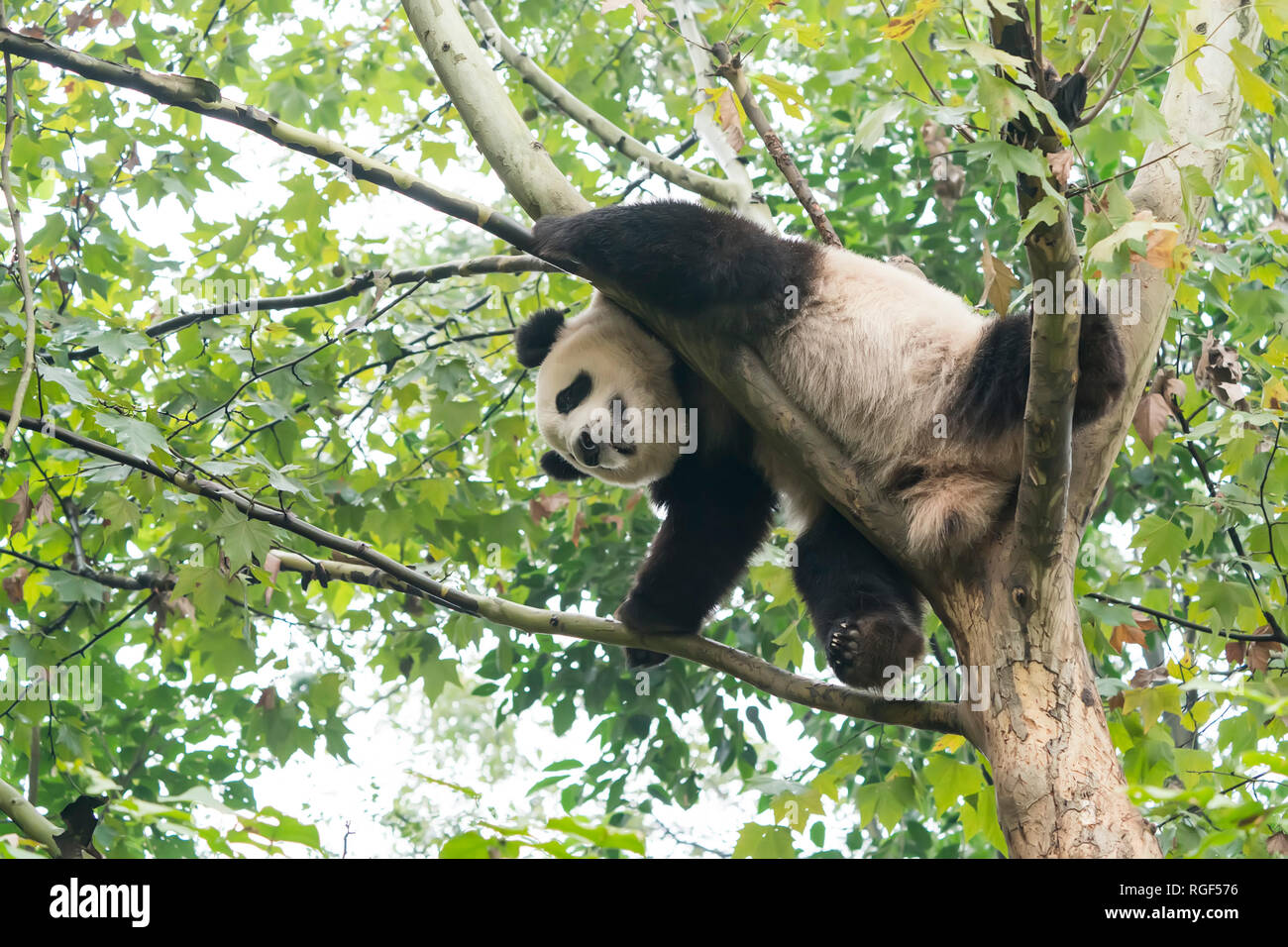 Giant panda over the tree Stock Photo - Alamy
