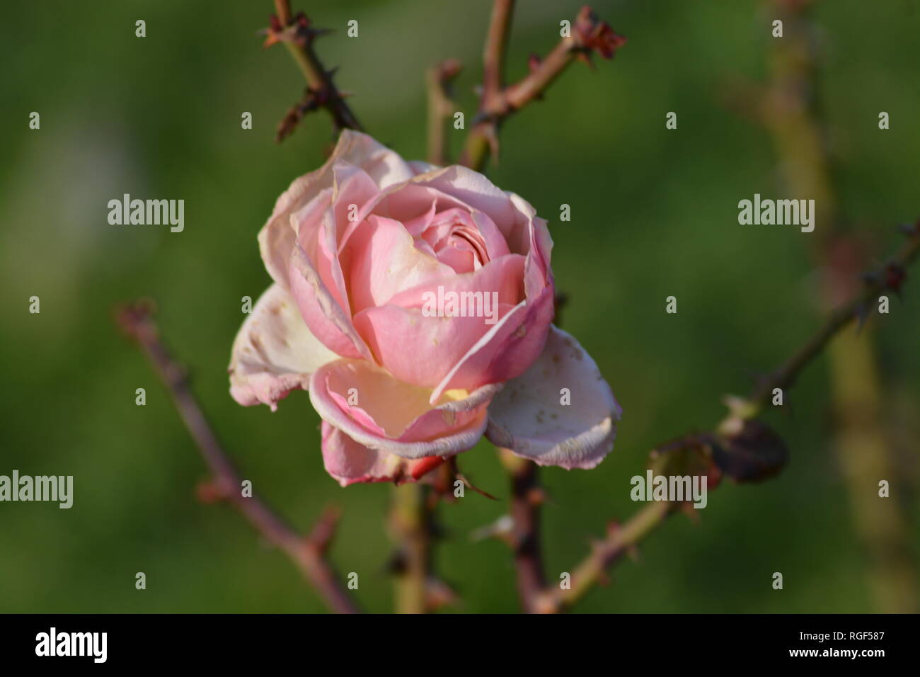 Flowers ans roses in the countryside,France Stock Photo - Alamy