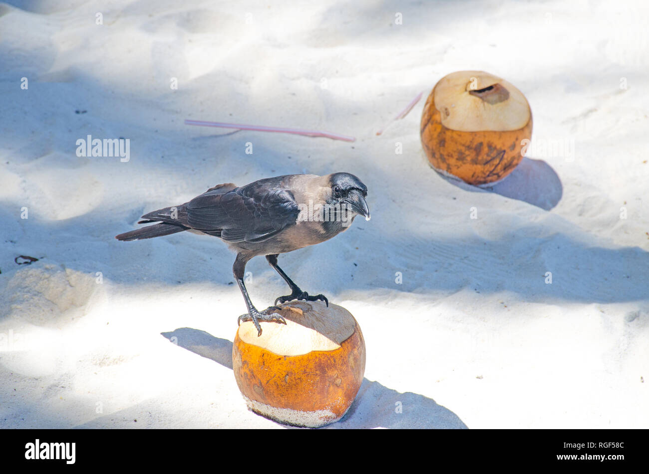 Coco bird hi-res stock photography and images - Alamy