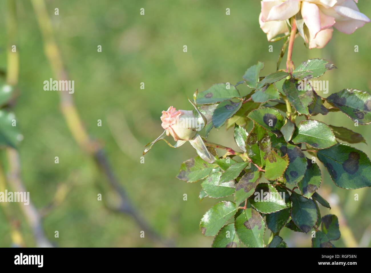 Flowers ans roses in the countryside,France Stock Photo - Alamy
