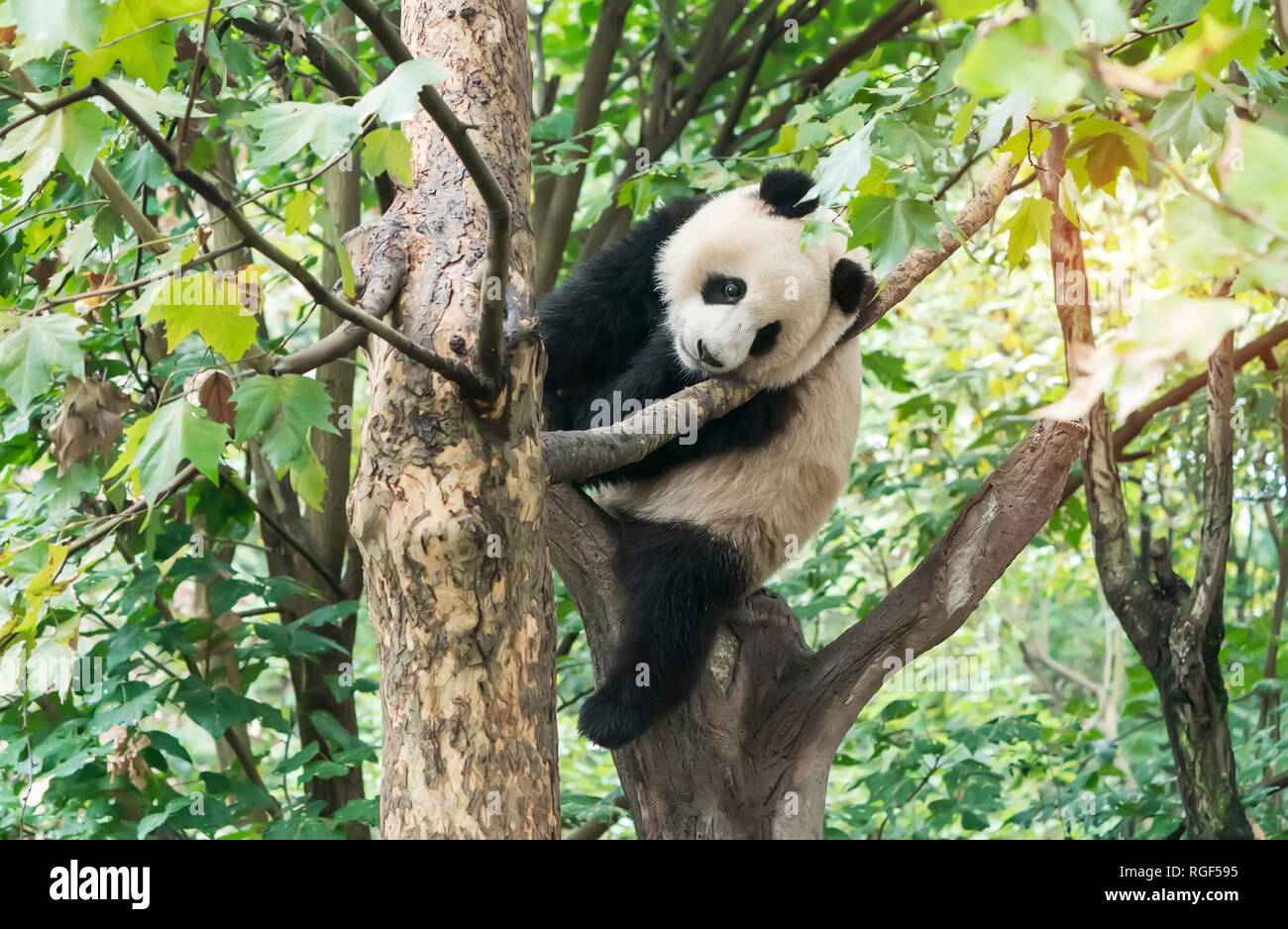 Giant panda over the tree Stock Photo - Alamy