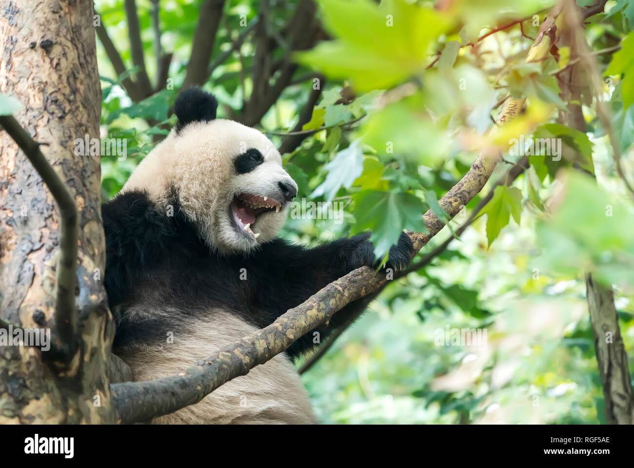 Giant panda over the tree Stock Photo - Alamy