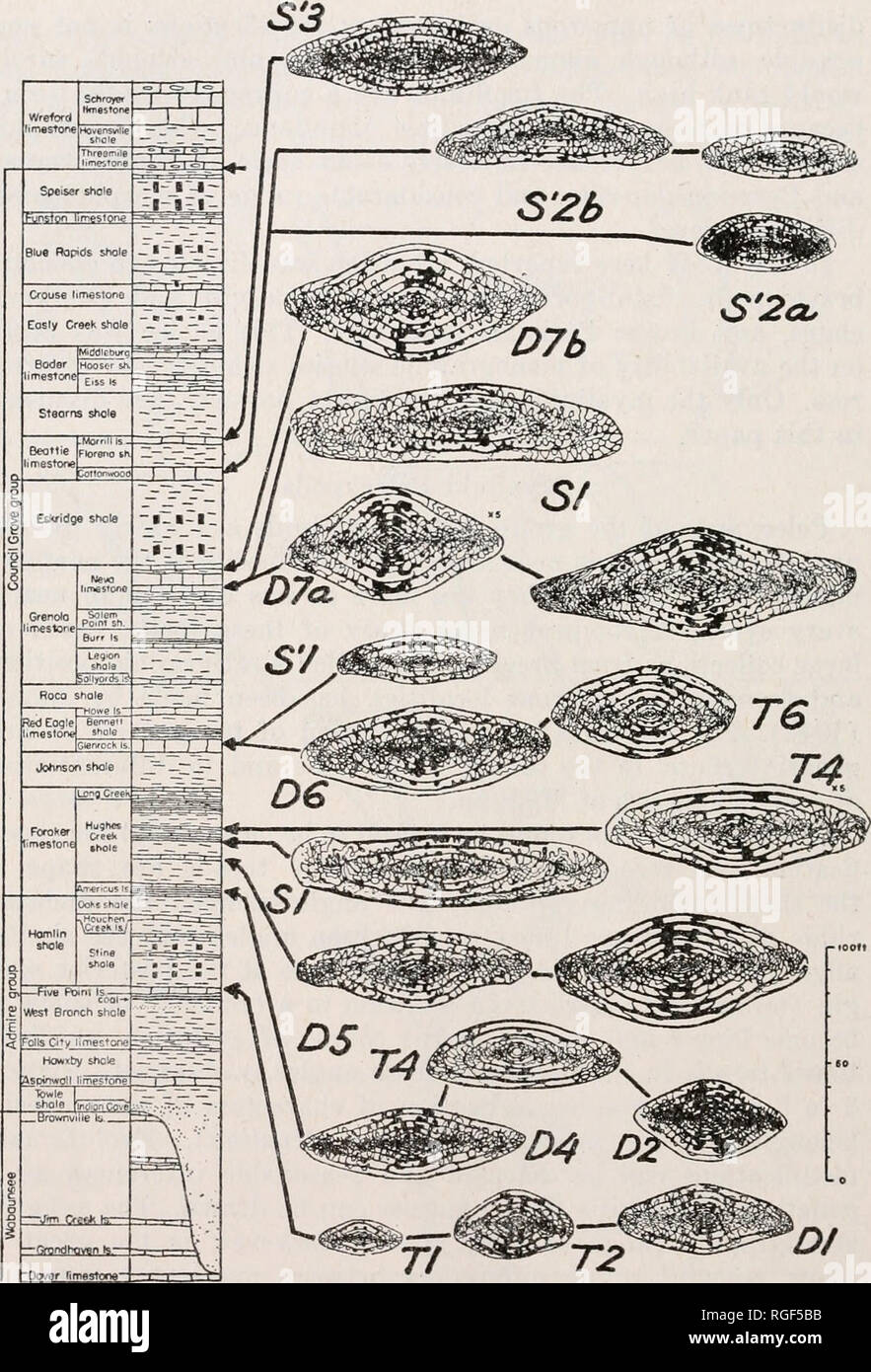 Fusulinids hi-res stock photography and images - Alamy