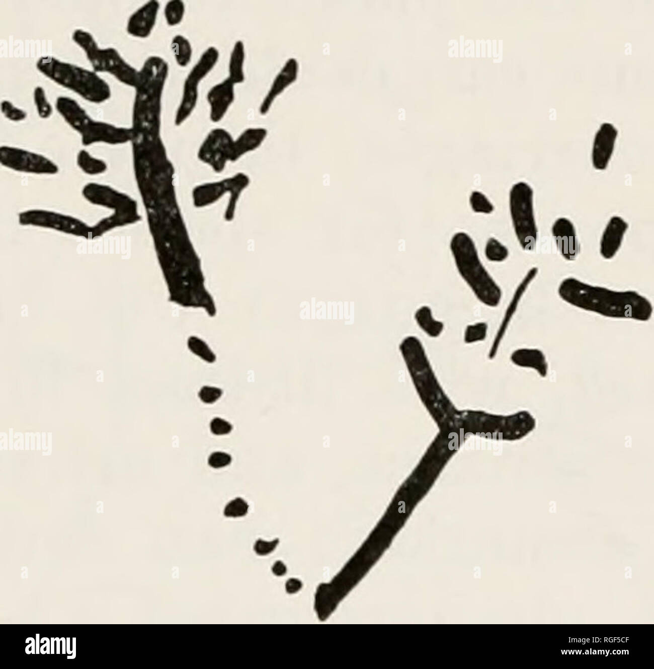 Darwin evolutionary tree hi-res stock photography and images - Alamy