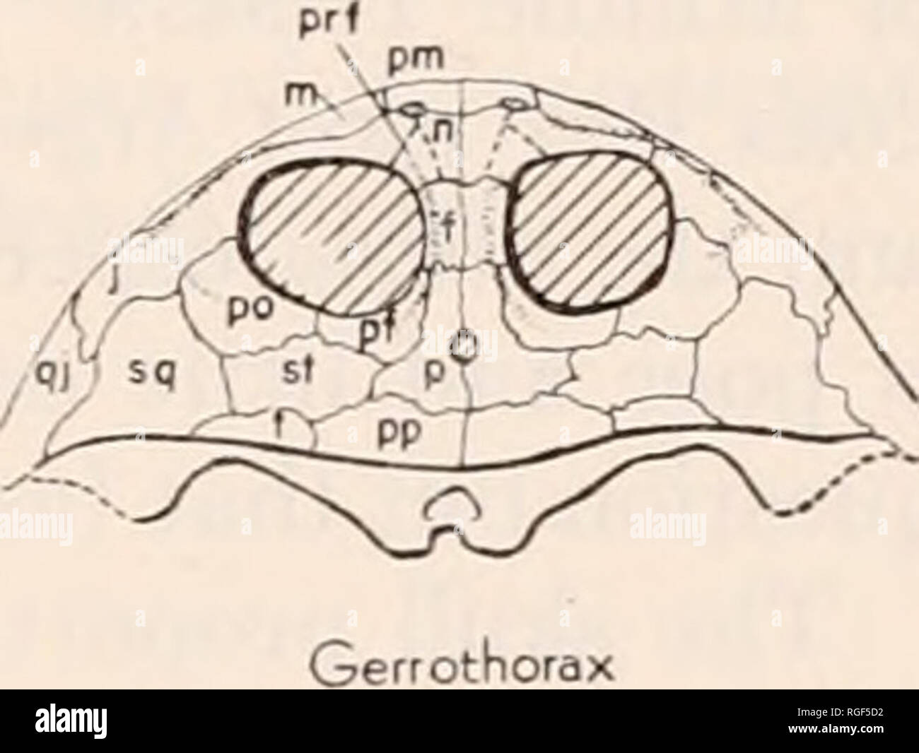 Prehistoric reptilian anatomy hi-res stock photography and images - Alamy