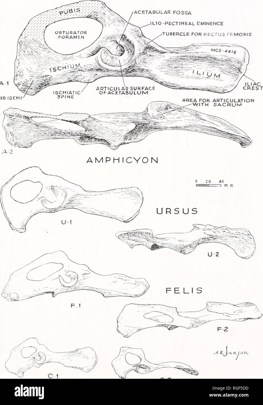 Amphicyon longiramus hi-res stock photography and images - Alamy