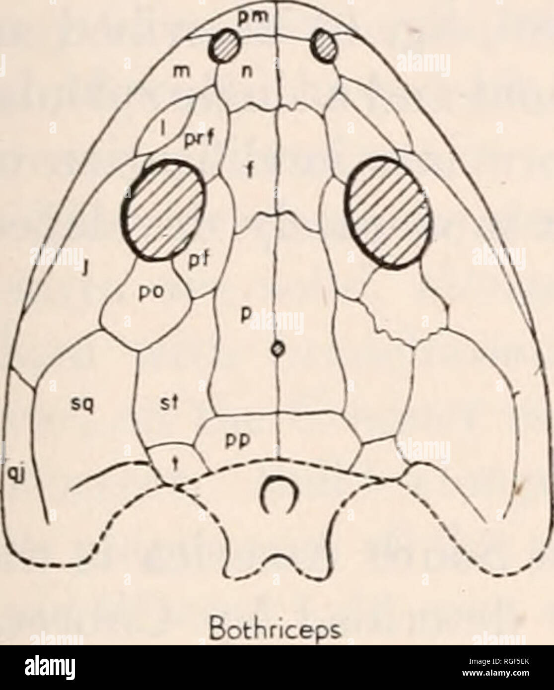 Labyrinthodontia hi-res stock photography and images - Alamy