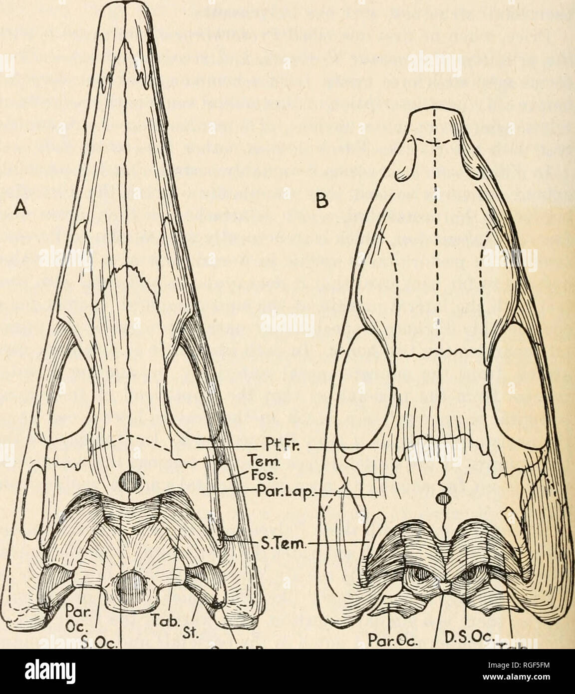 Varanosaurus High Resolution Stock Photography and Images - Alamy
