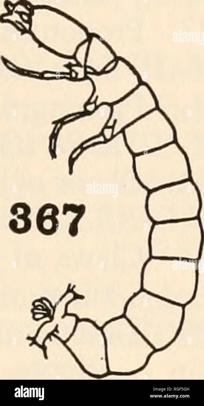 Polycentropodidae hi-res stock photography and images - Alamy