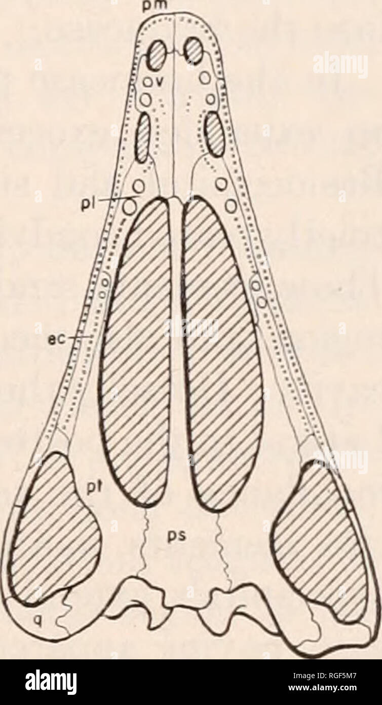 Benthosuchus hi-res stock photography and images - Alamy