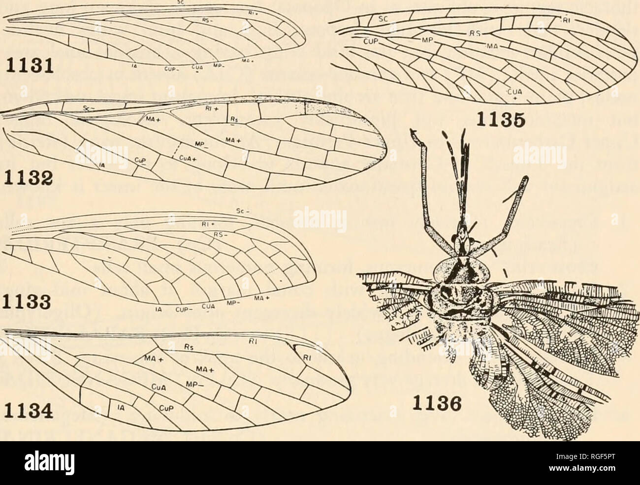 1132 mp hi-res stock photography and images - Alamy