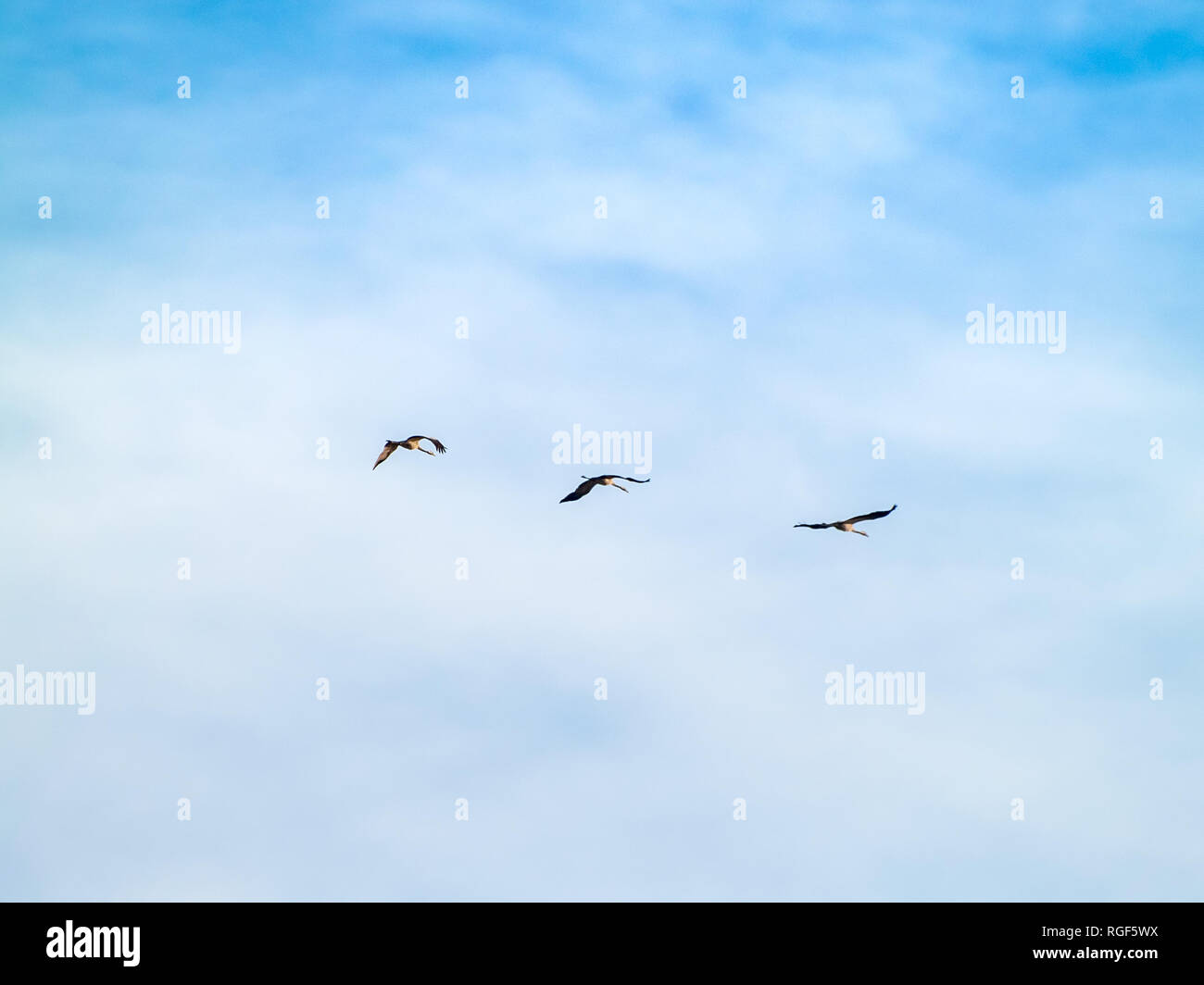 A flock of common cranes (Grus grus) flying in the cloudy sky Stock ...