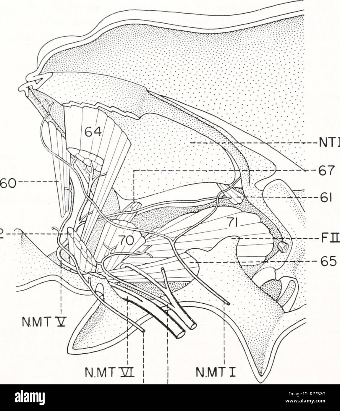 . Bulletin of the Museum of Comparative Zoology at Harvard College ...
