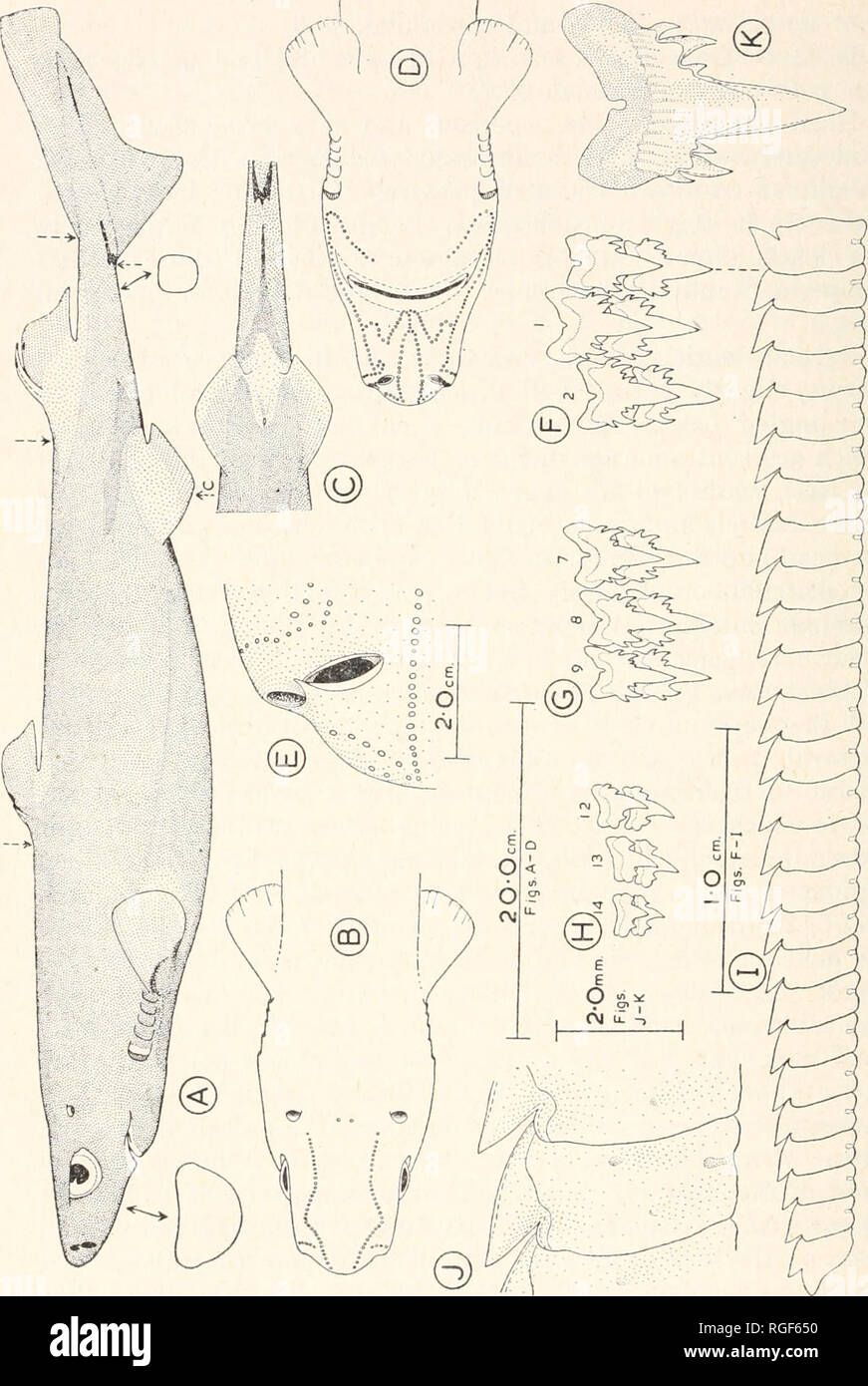 Etmopterus sp hi-res stock photography and images - Alamy