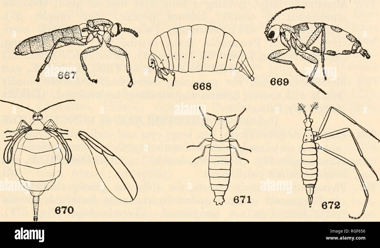 Flagellum classification hi-res stock photography and images - Alamy