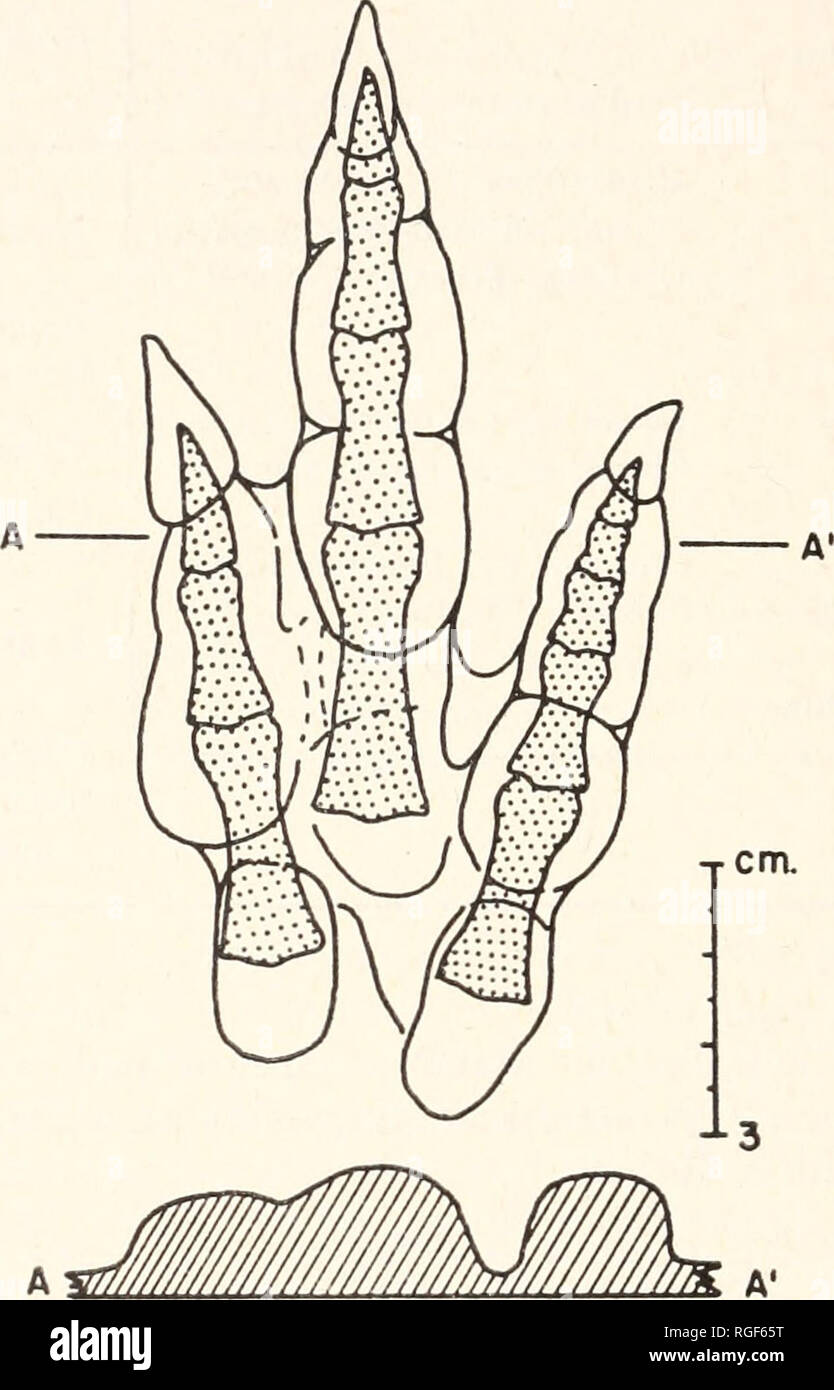 . Bulletin of the Museum of Comparative Zoology at Harvard College ...