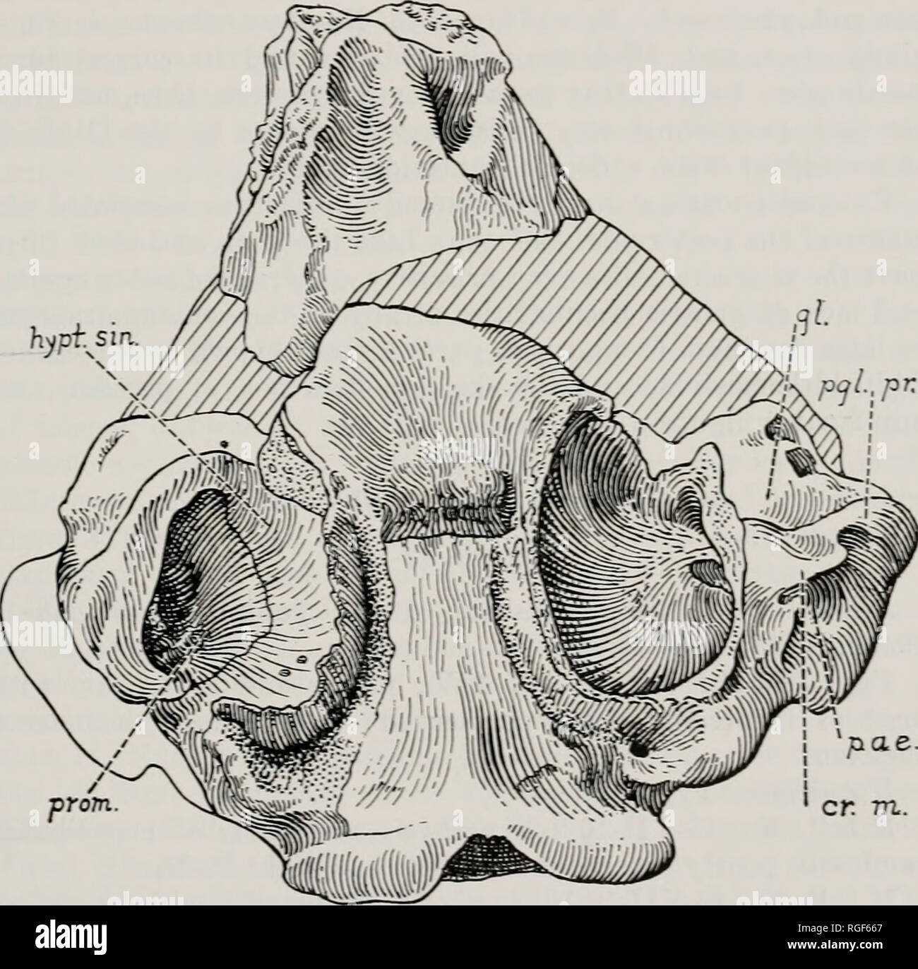 . Bulletin of the Museum of Comparative Zoology at Harvard College ...