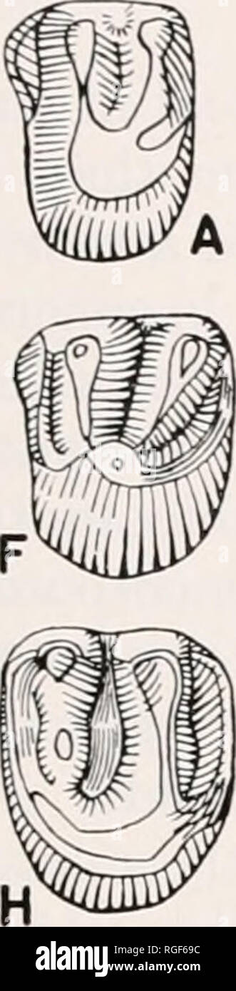 Trigonid hi-res stock photography and images - Alamy