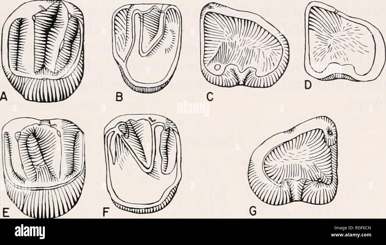 Trigonid hi-res stock photography and images - Alamy