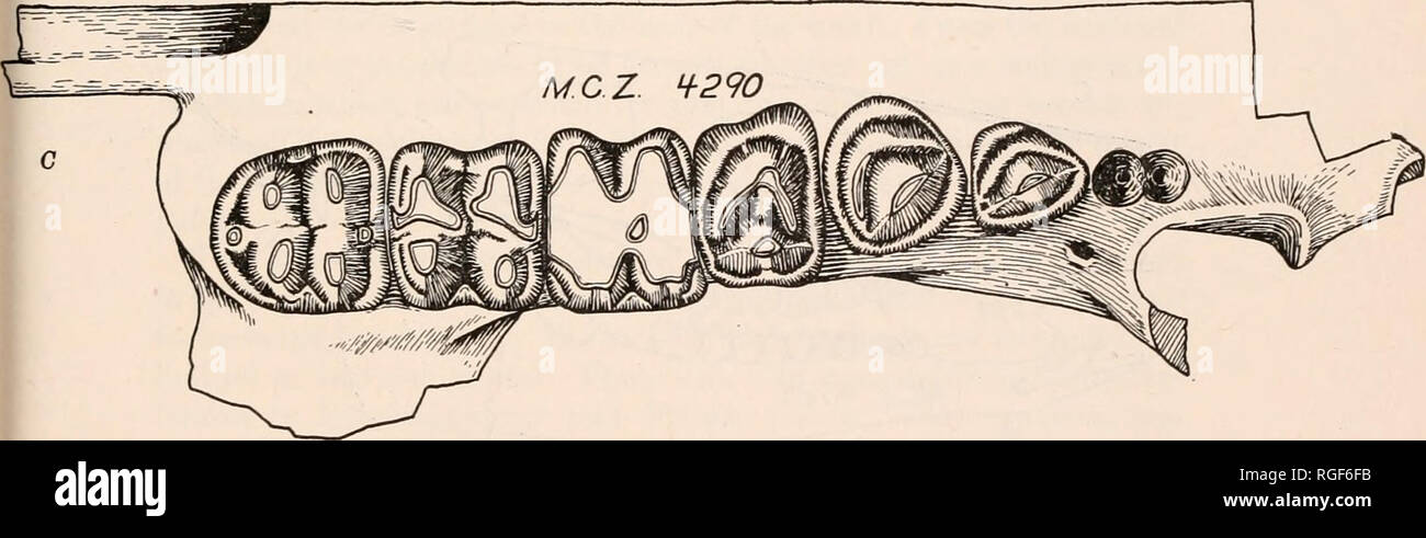 Internal nares hi-res stock photography and images - Alamy