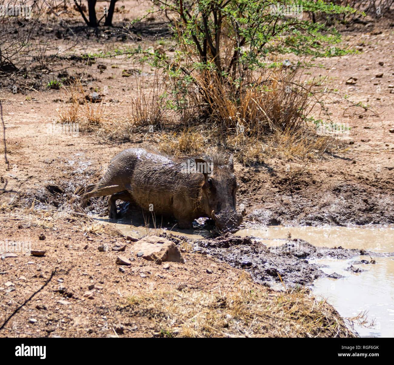 A Warthog having a wonderful mud bath on a very hot day Stock Photo - Alamy