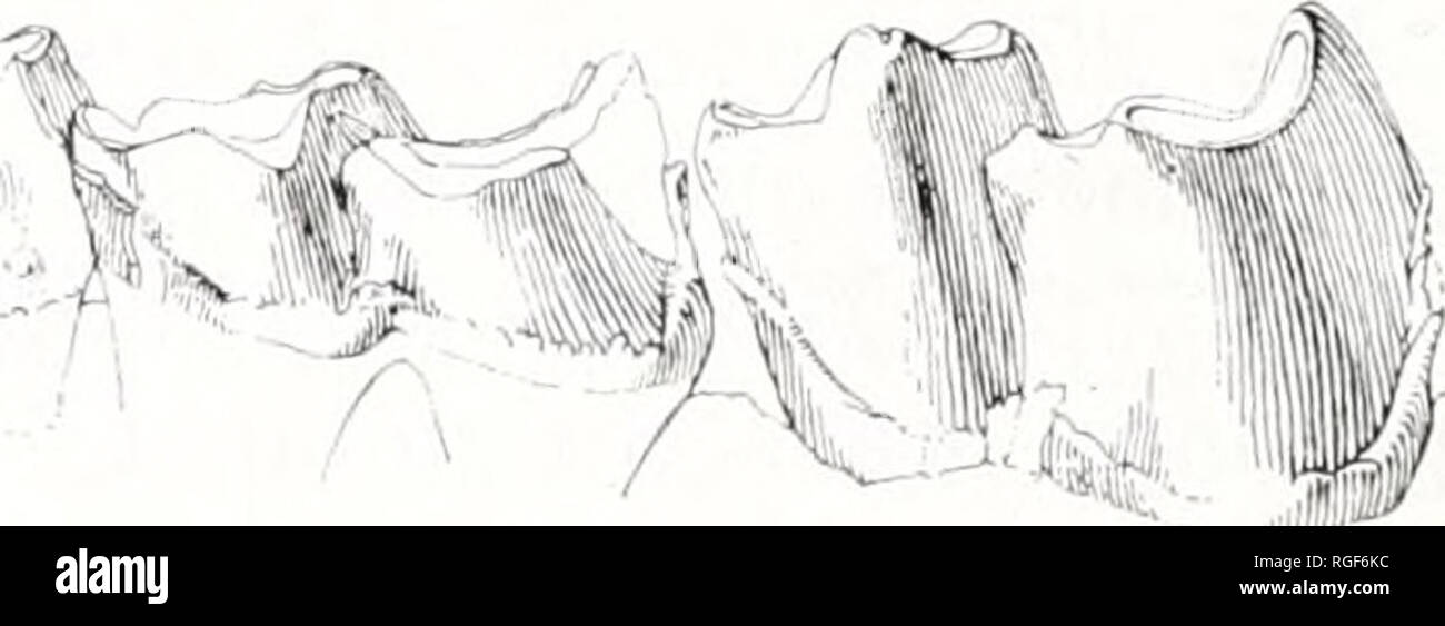 . Bulletin of the Museum of Comparative Zoology at Harvard College ...