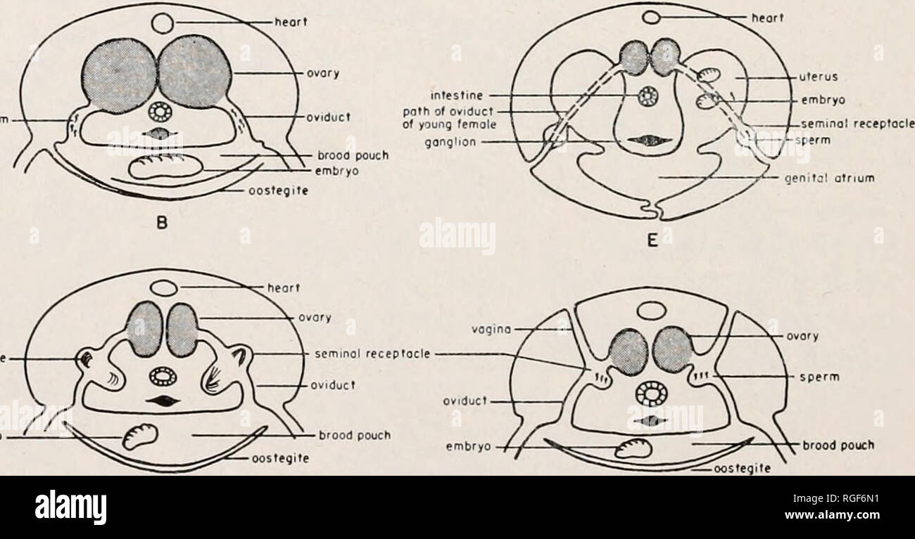 External Fertilization Diagram