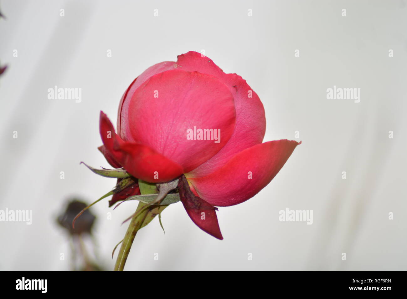 Flowers ans roses in the countryside,France Stock Photo - Alamy