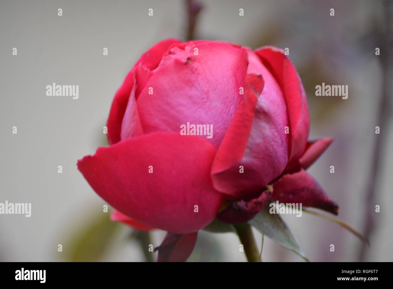 Flowers ans roses in the countryside,France Stock Photo - Alamy