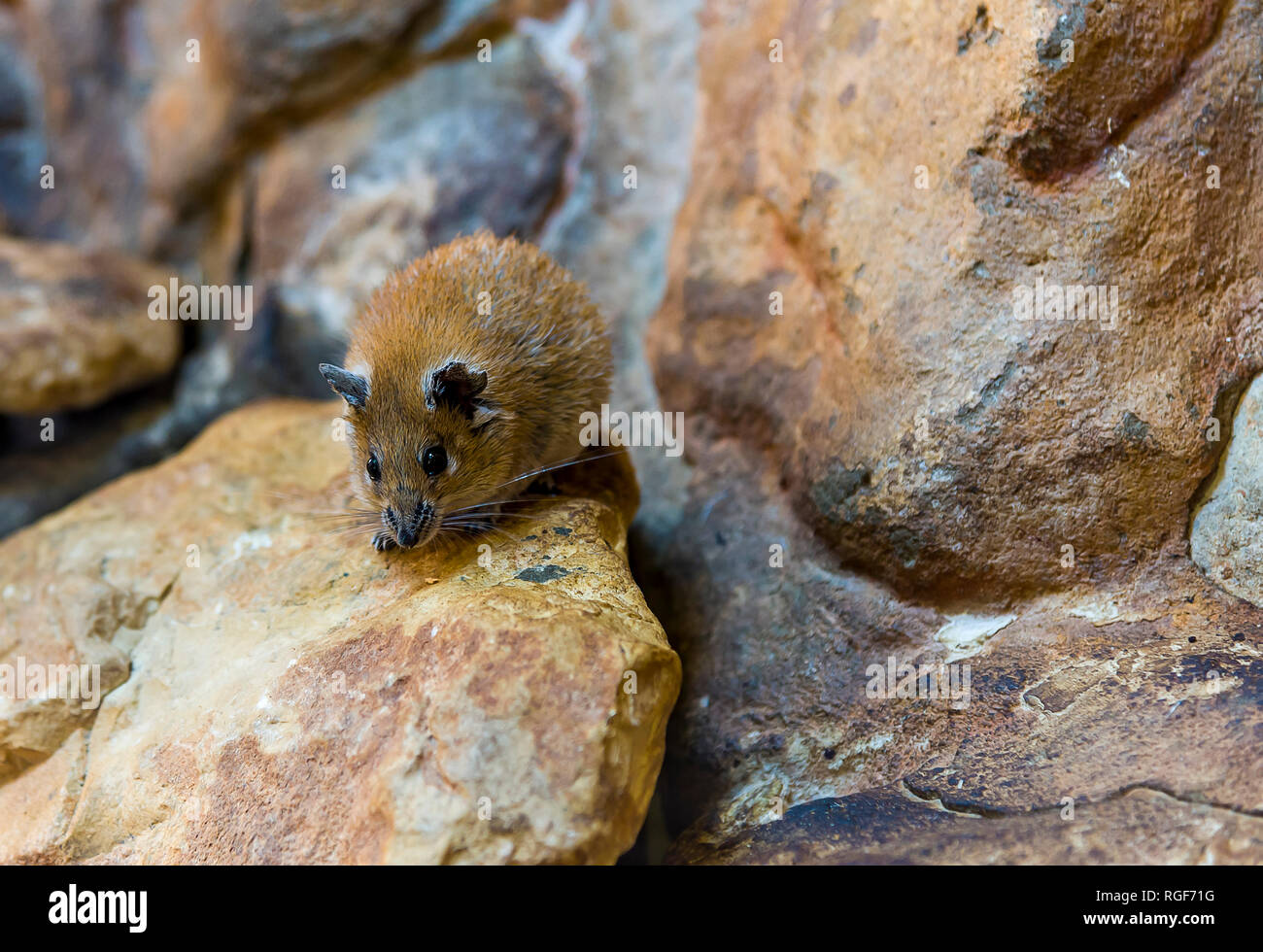 Pika sitting hi-res stock photography and images - Alamy