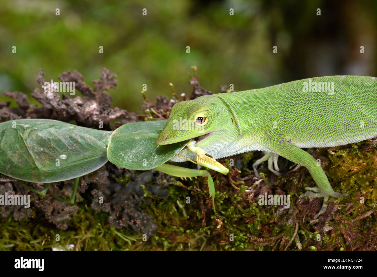 Neotropical Green Lizard (Norops bipocatus) with head of leaf mantis in ...