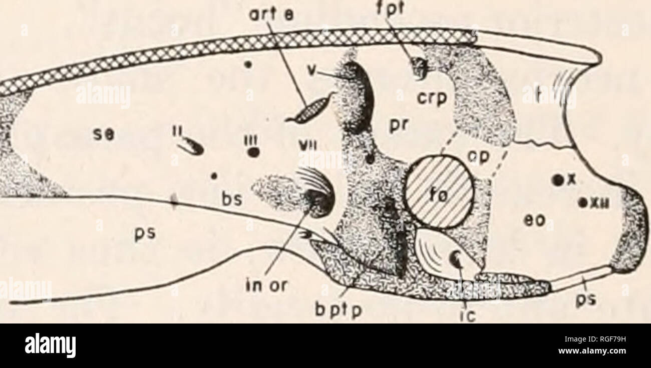 Benthosuchus hi-res stock photography and images - Alamy