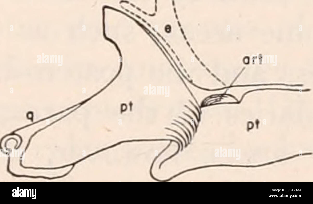 Quadrate jaw bone hi-res stock photography and images - Alamy