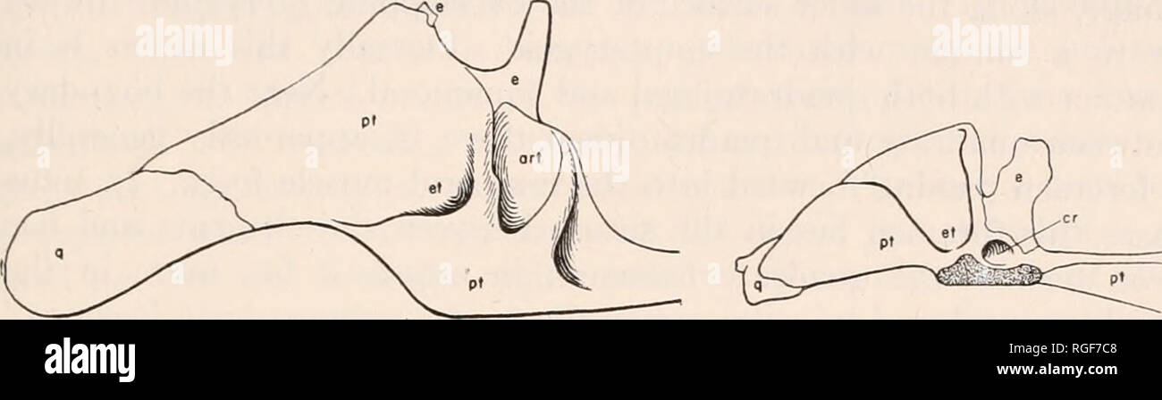 Labyrinthodontia hi-res stock photography and images - Alamy