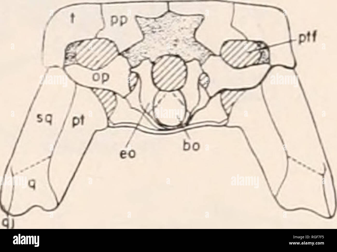 . Bulletin of the Museum of Comparative Zoology at Harvard College ...